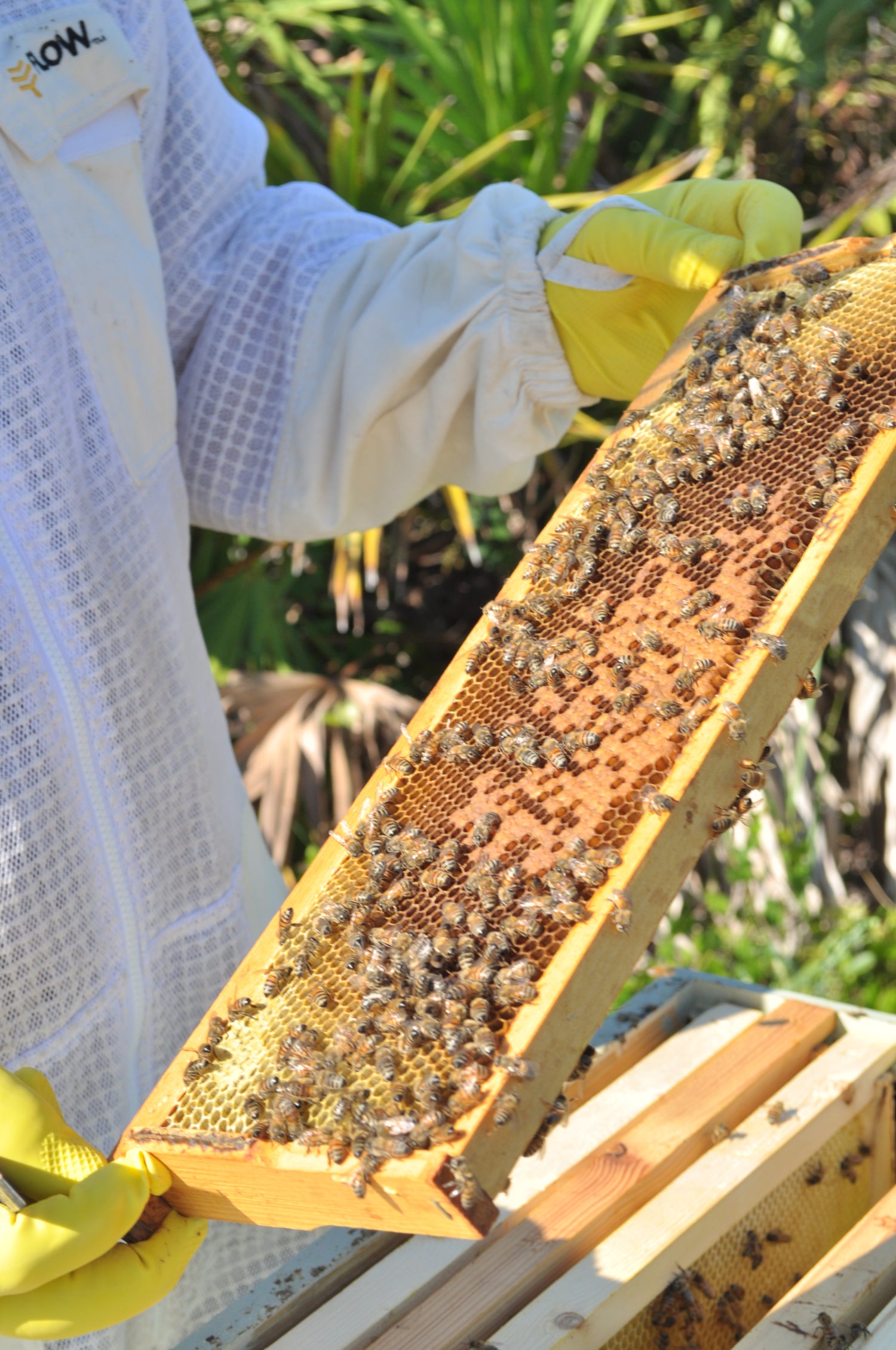 Florida's Local Raw Honey – North Port Apiary