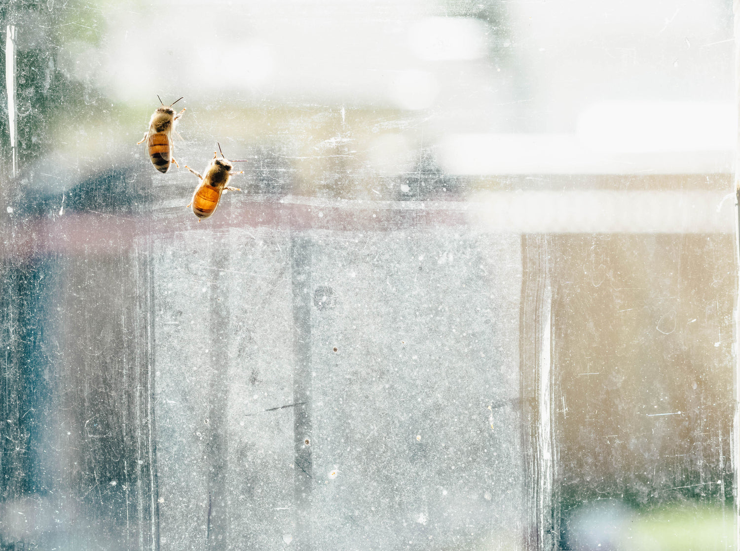 Florida's Local Raw Honey – North Port Apiary